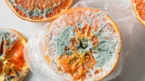 Hidden Molds in Everyday Foods: Prevention, and Safety Tips